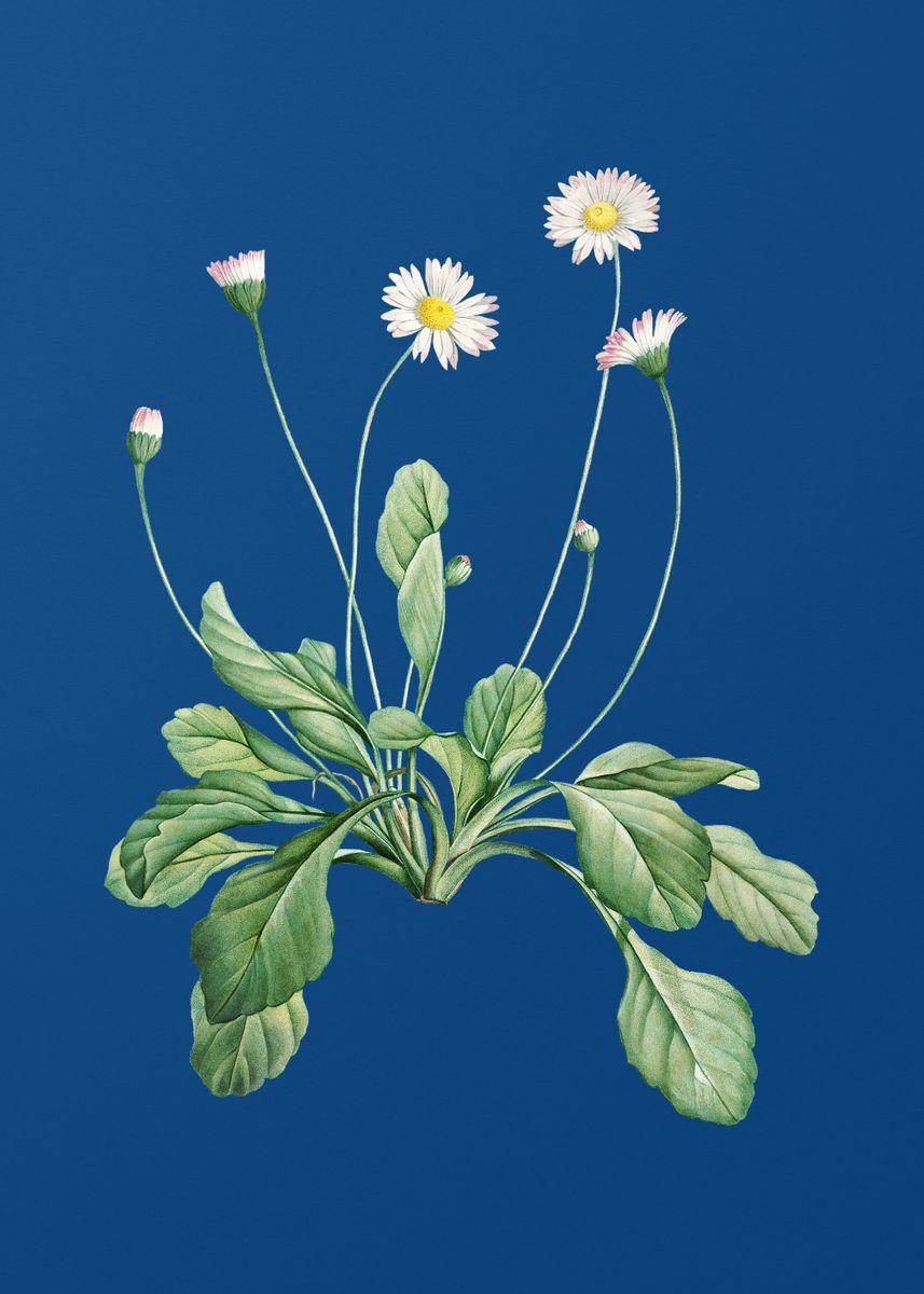 'Blooming Daisy Flowers' Poster by Holy Rock Design | Displate