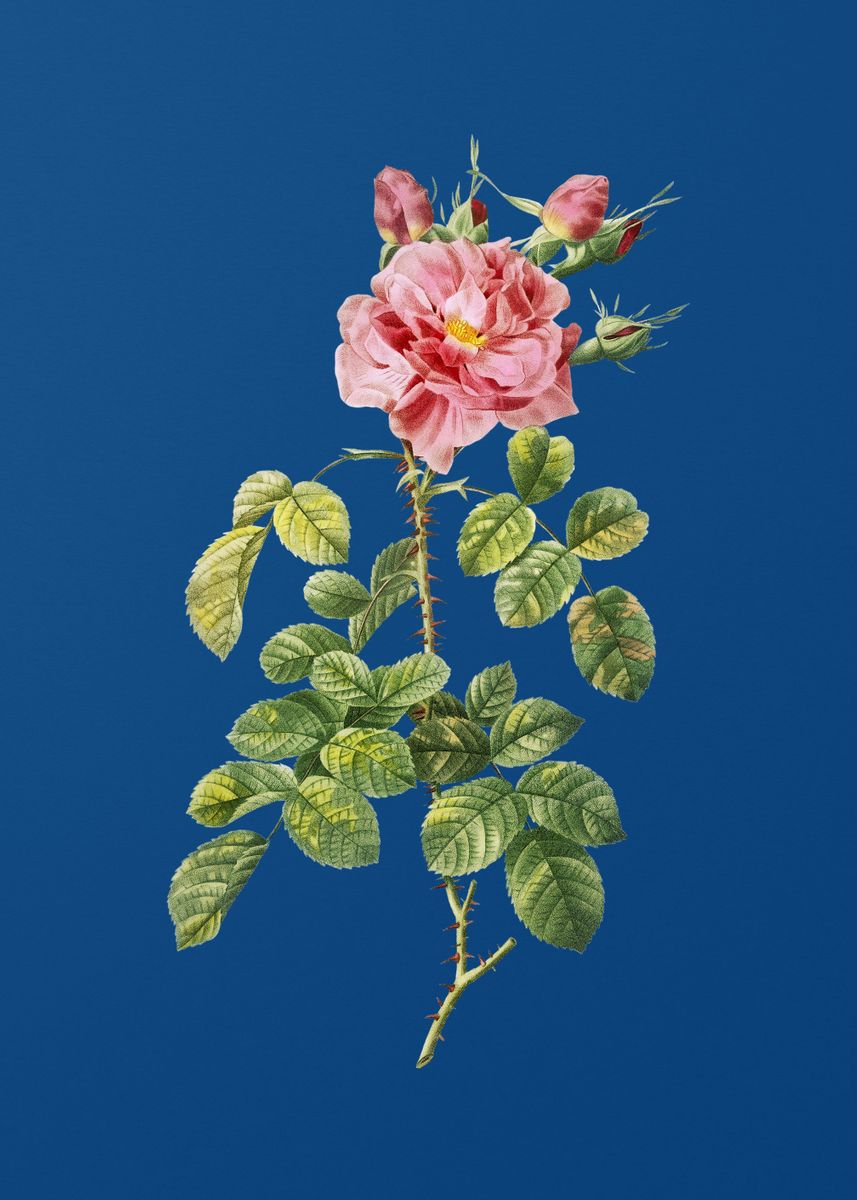 'Four Seasons Rose in Bloom' Poster by Holy Rock Design | Displate