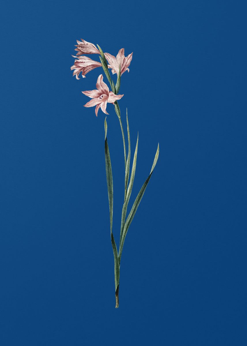 'Painted Lady' Poster, picture, metal print, paint by Holy Rock Design ...