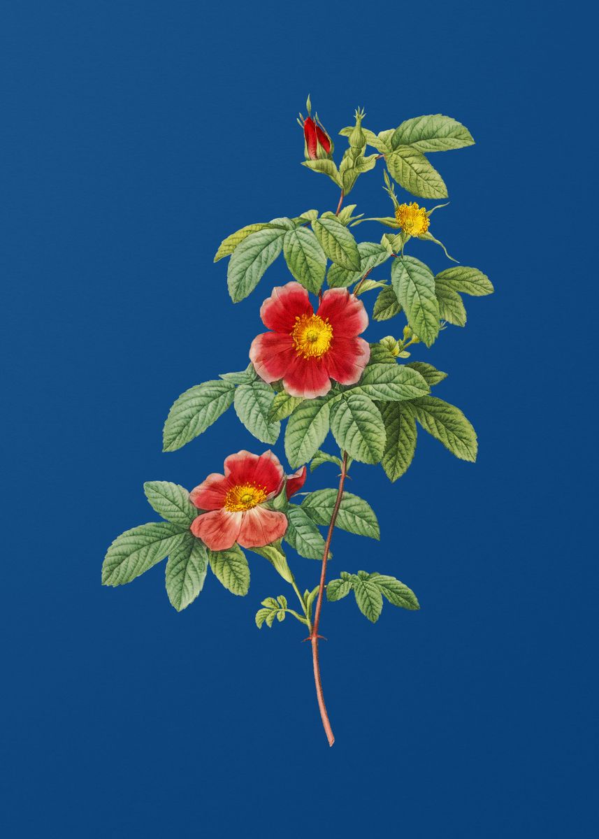 'Blooming Single May Rose' Poster, picture, metal print, paint by Holy ...