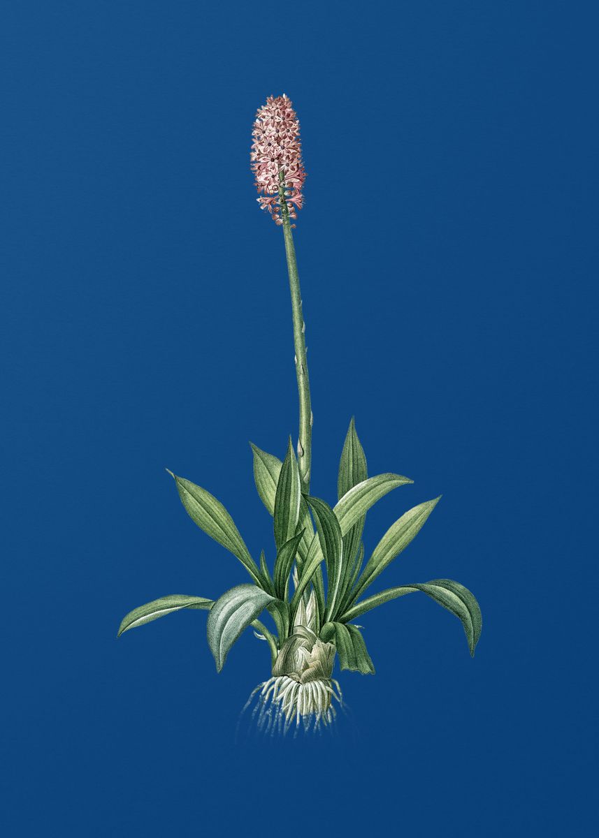 'Swamp Pink' Poster, picture, metal print, paint by Holy Rock Design ...