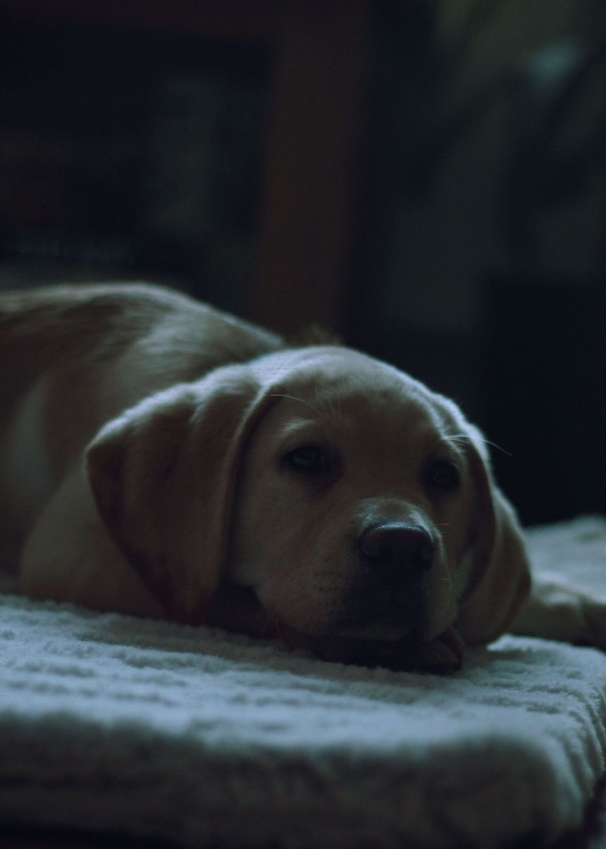 'the sad dog' Poster, picture, metal print, paint by Dany cristiano ...