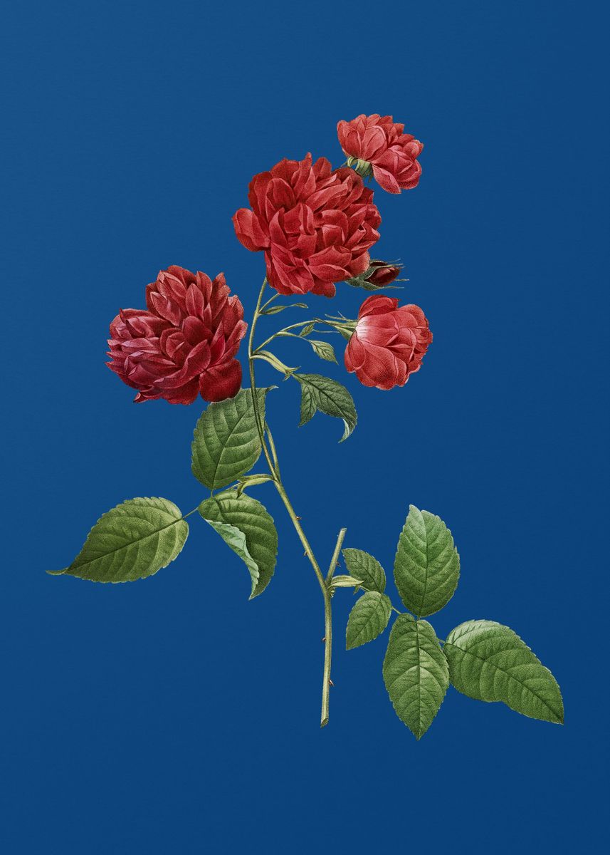 'Red Cabbage Rose in Bloom' Poster, picture, metal print, paint by Holy ...