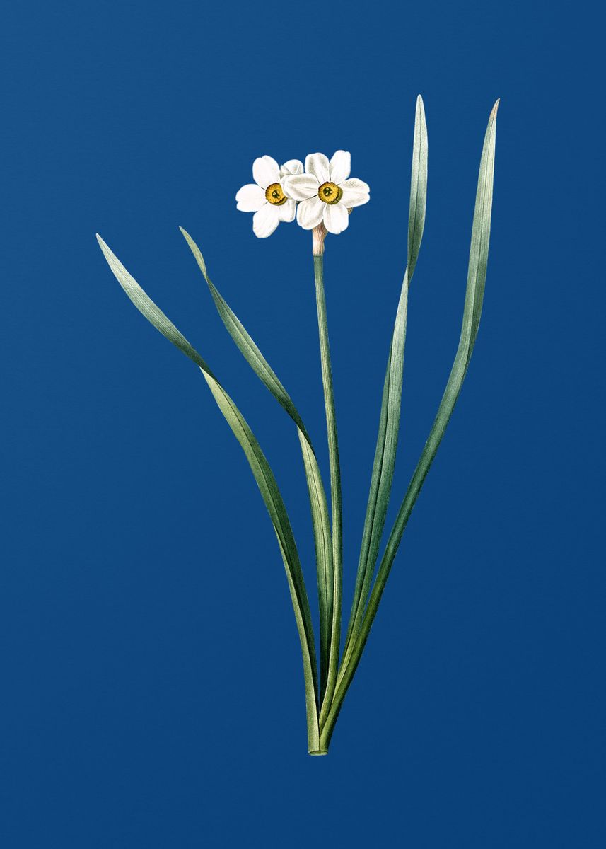 'Primrose Peerless' Poster by Holy Rock Design | Displate