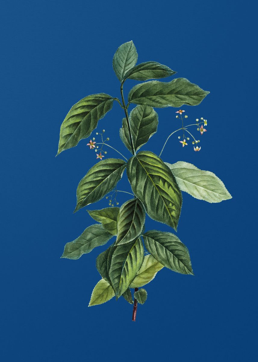 'Broadleaf Spindle' Poster by Holy Rock Design | Displate