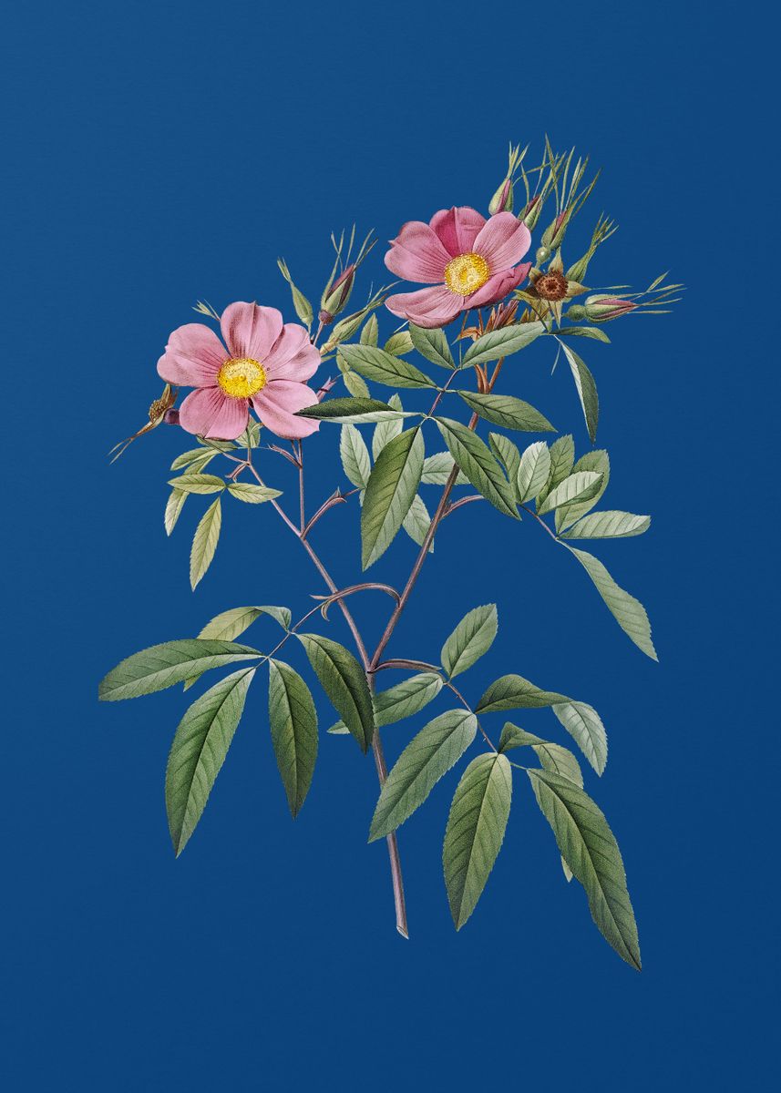 'Pink Swamp Roses' Poster by Holy Rock Design | Displate