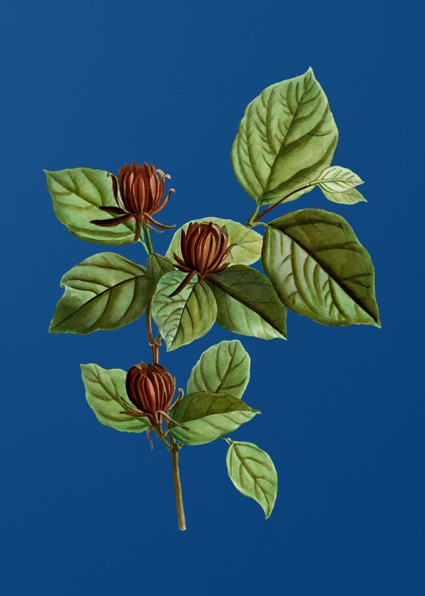 'Carolina Allspice Flower' Poster by Holy Rock Design | Displate