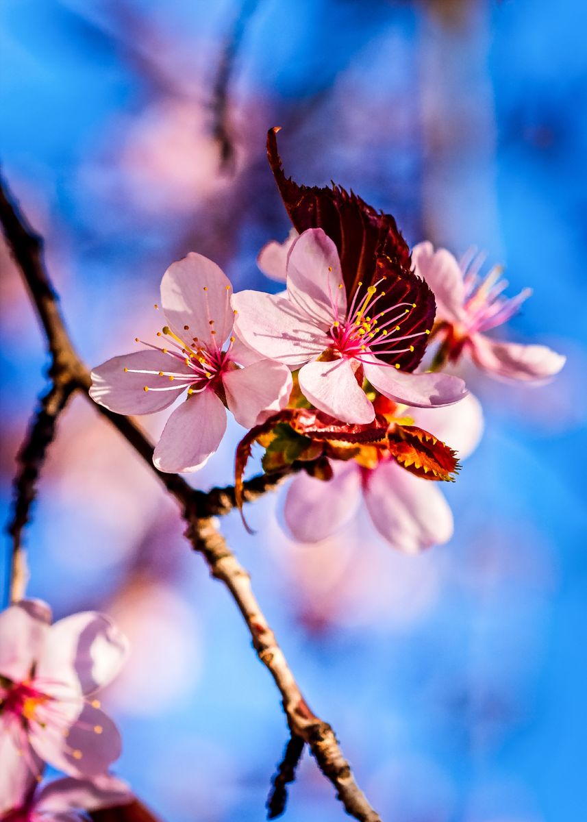 'Cute Sakura Flowers' Poster, picture, metal print, paint by Art ...