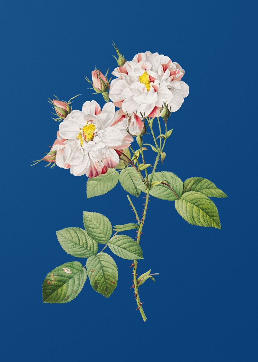 'White Damask Rose' Poster, picture, metal print, paint by Holy Rock ...