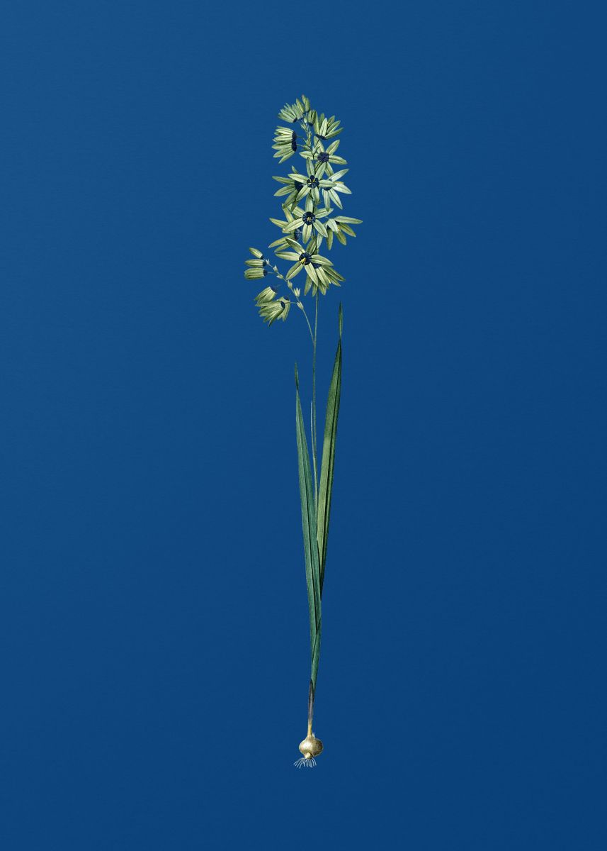 'Turquoise Ixia' Poster by Holy Rock Design | Displate