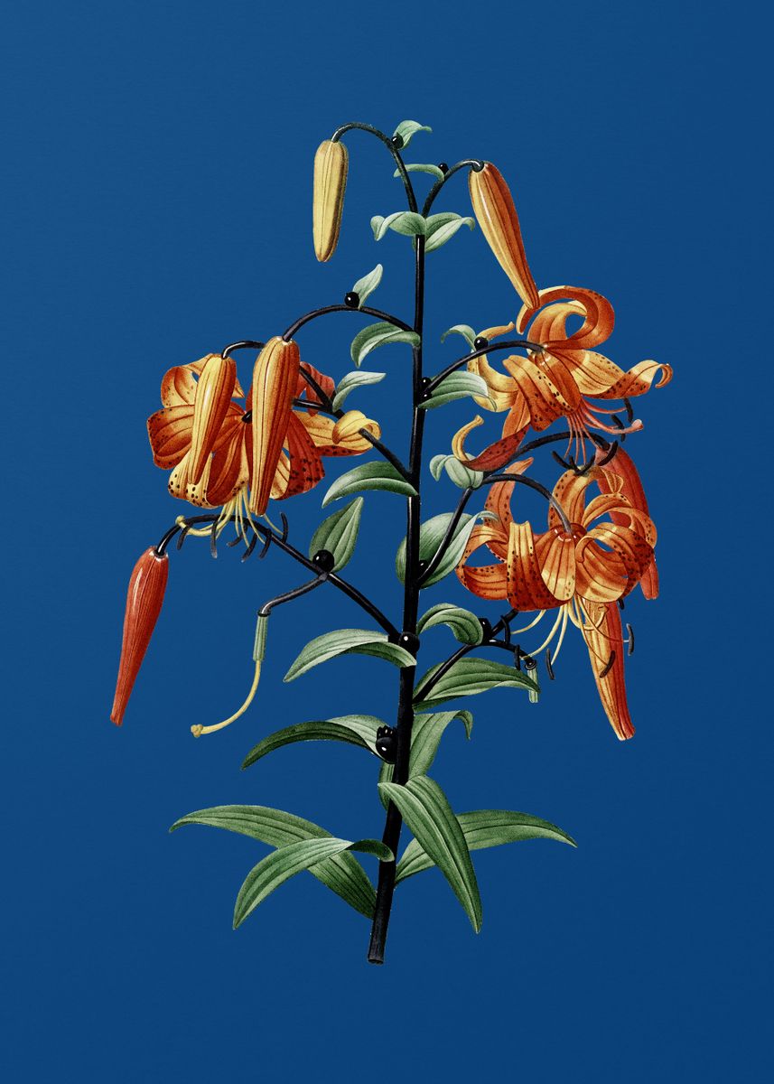 'Tiger Lily ' Poster, picture, metal print, paint by Holy Rock Design ...