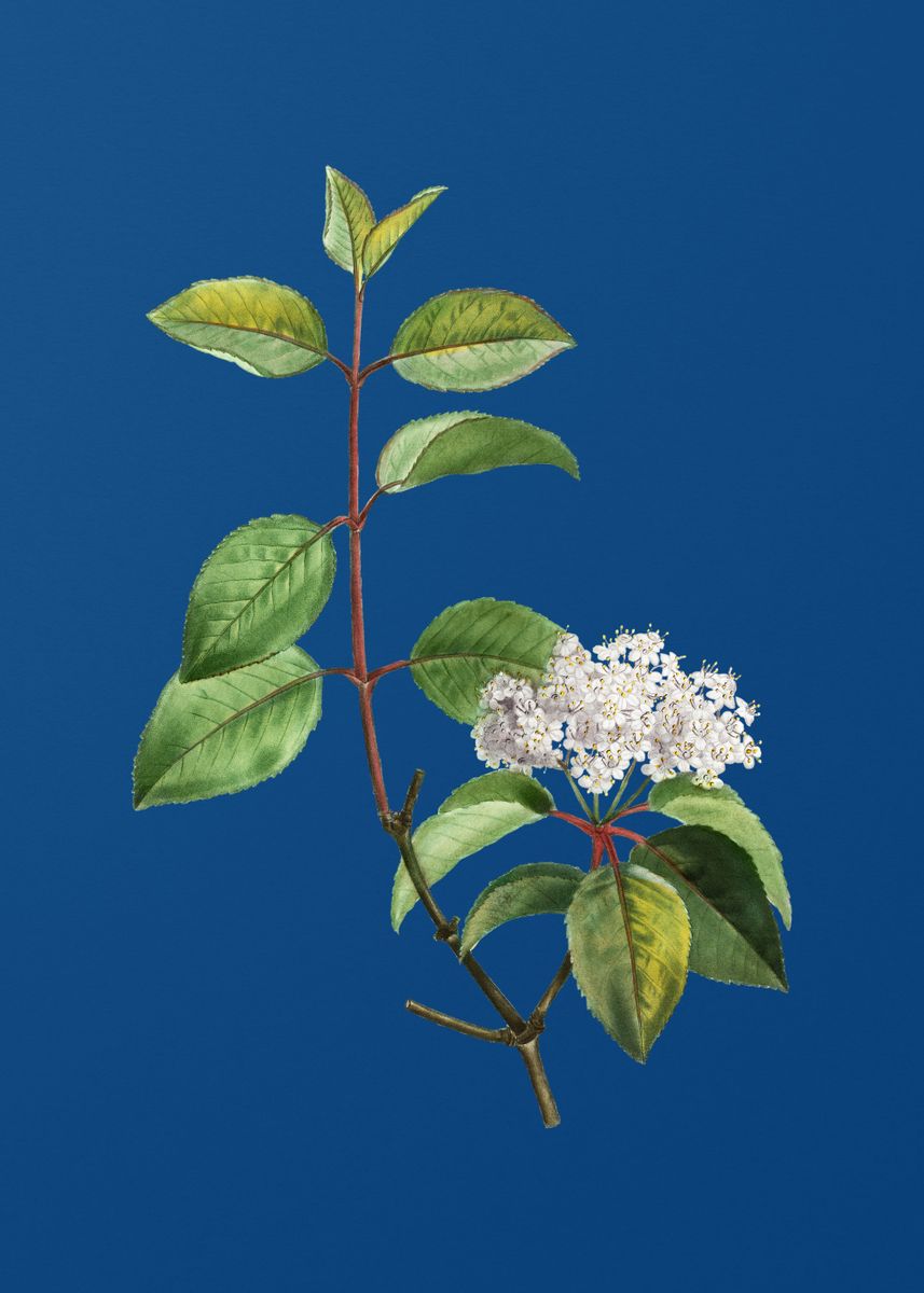 'Black Haw on Classic Blue' Poster, picture, metal print, paint by Holy ...