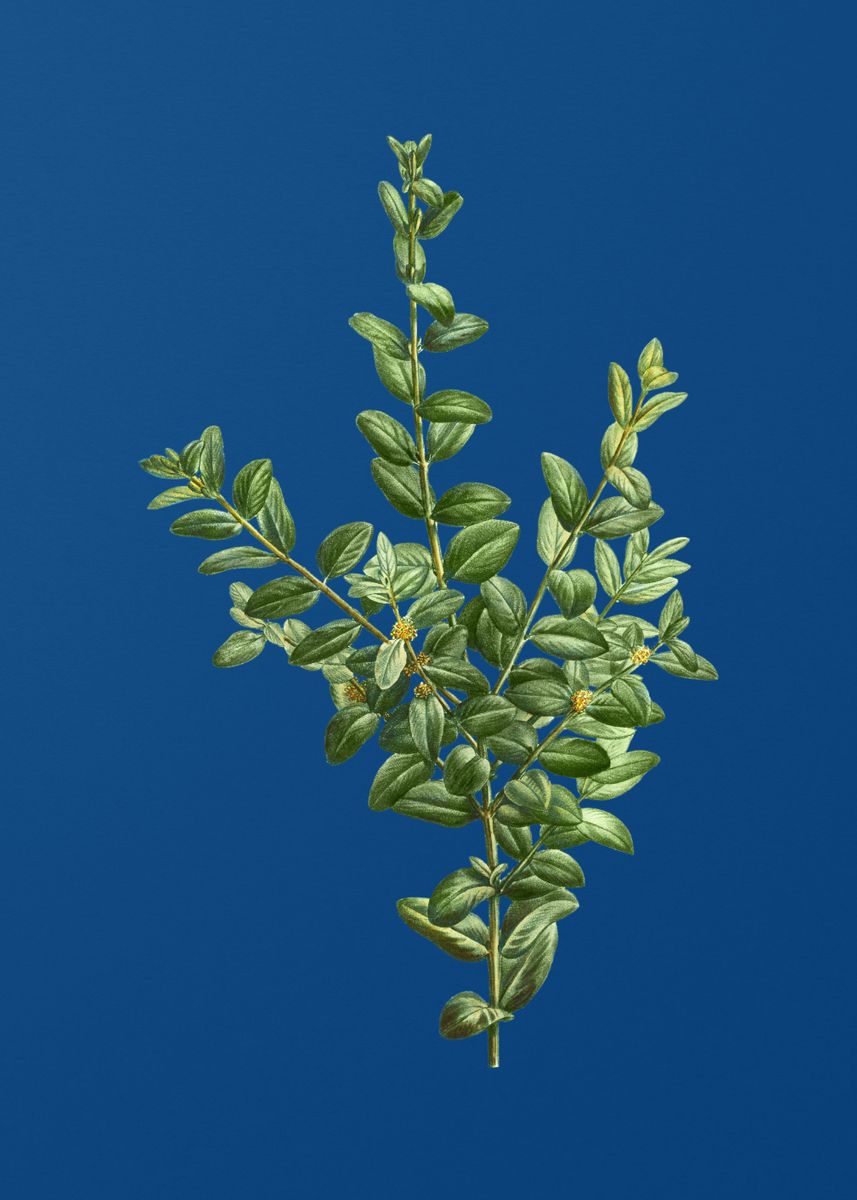 'Boxwood Bush' Poster, picture, metal print, paint by Holy Rock Design ...