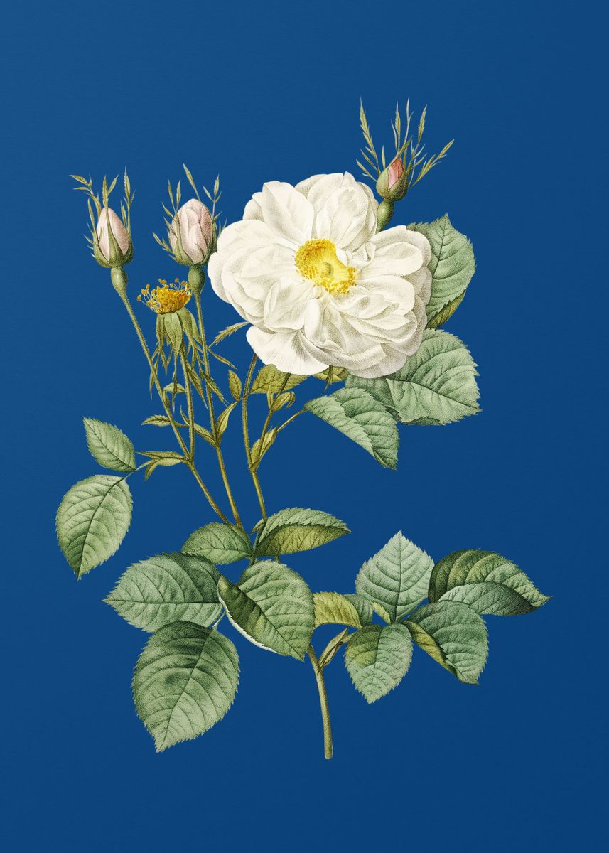 'White Rose of York on Blue' Poster by Holy Rock Design | Displate