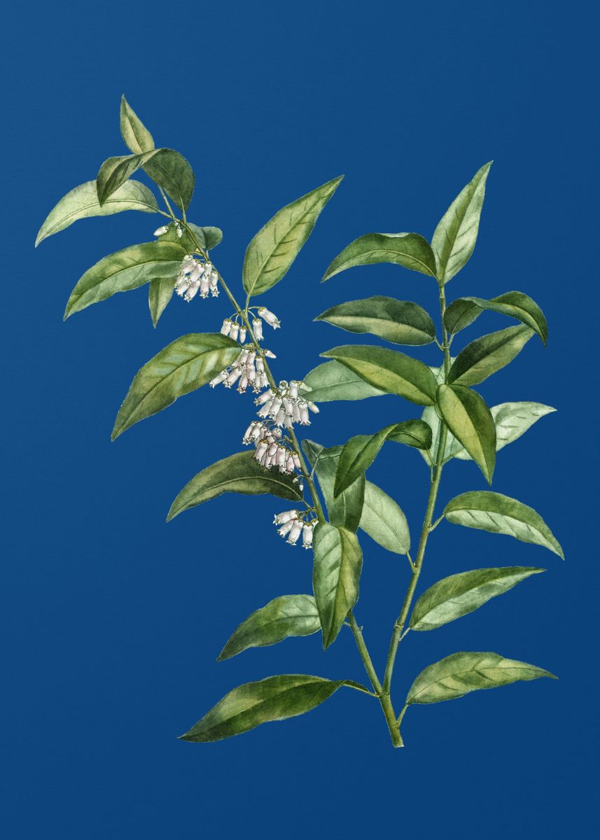 'Andromeda Acuminata Bloom' Poster, picture, metal print, paint by Holy ...