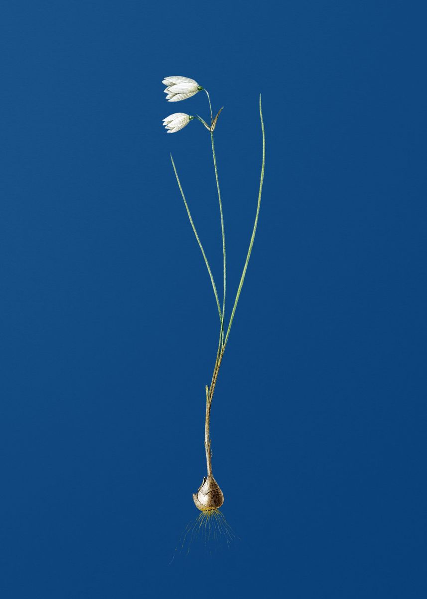 'Snowbell on Classic Blue' Poster by Holy Rock Design | Displate