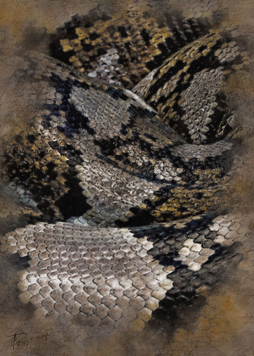'Snakes coils' Poster, picture, metal print, paint by Petra ...