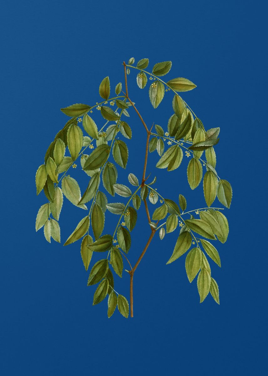 'Jujube on Classic Blue' Poster, picture, metal print, paint by Holy ...