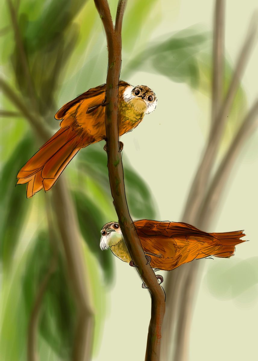 'Pyrocephalus rubinus' Poster, picture, metal print, paint by ...