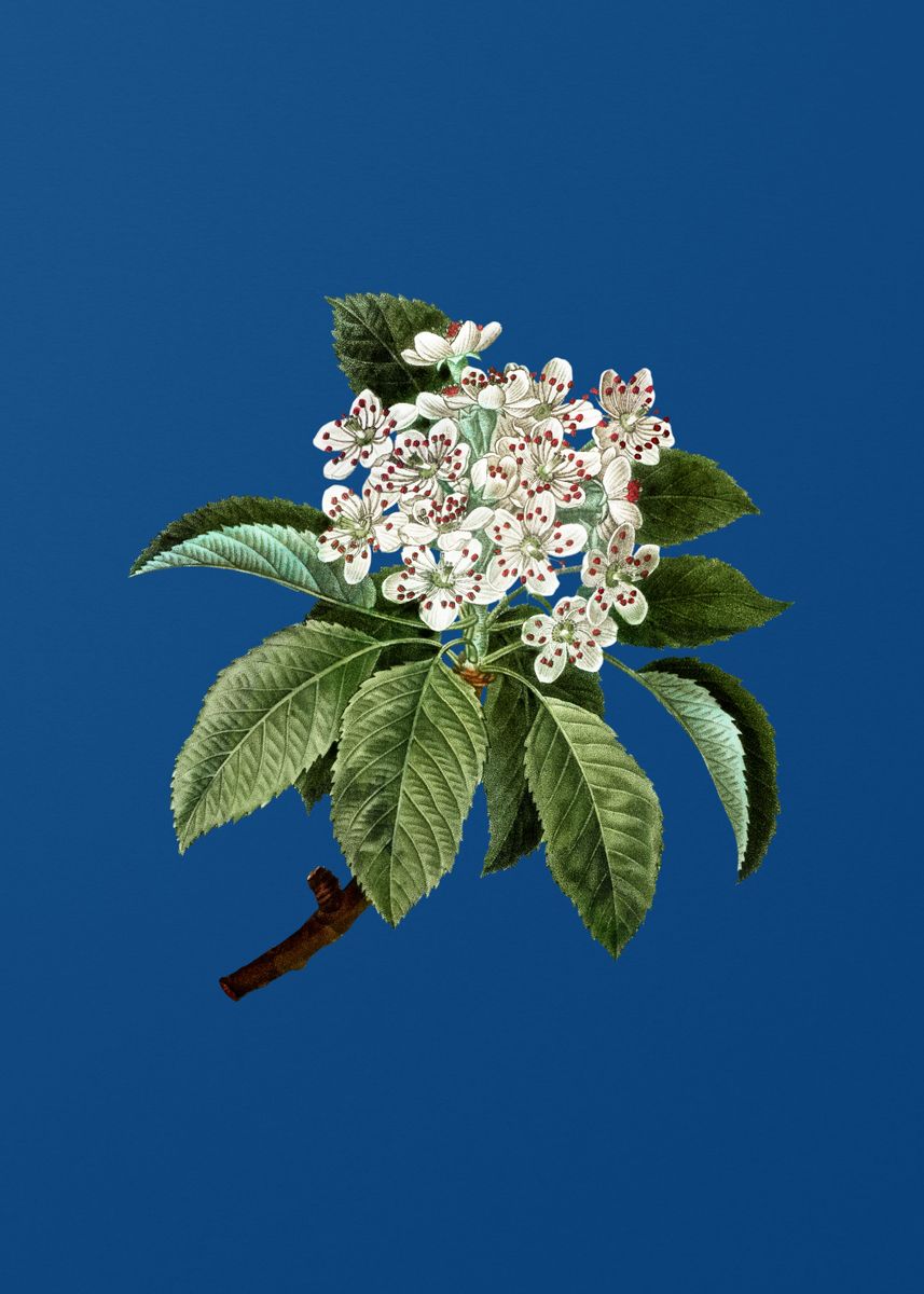 'Shipova Flowers on Blue' Poster, picture, metal print, paint by Holy ...