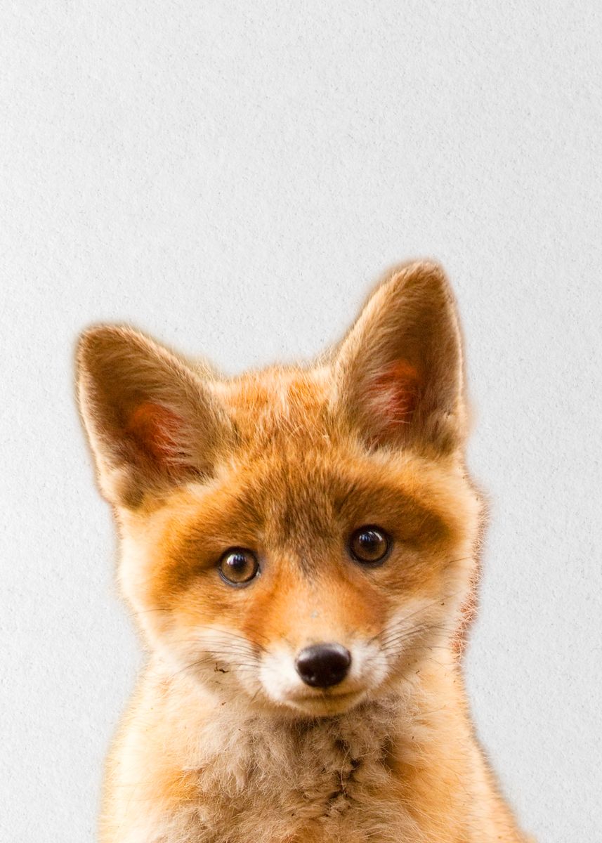 'baby fox ' Poster by uwears | Displate