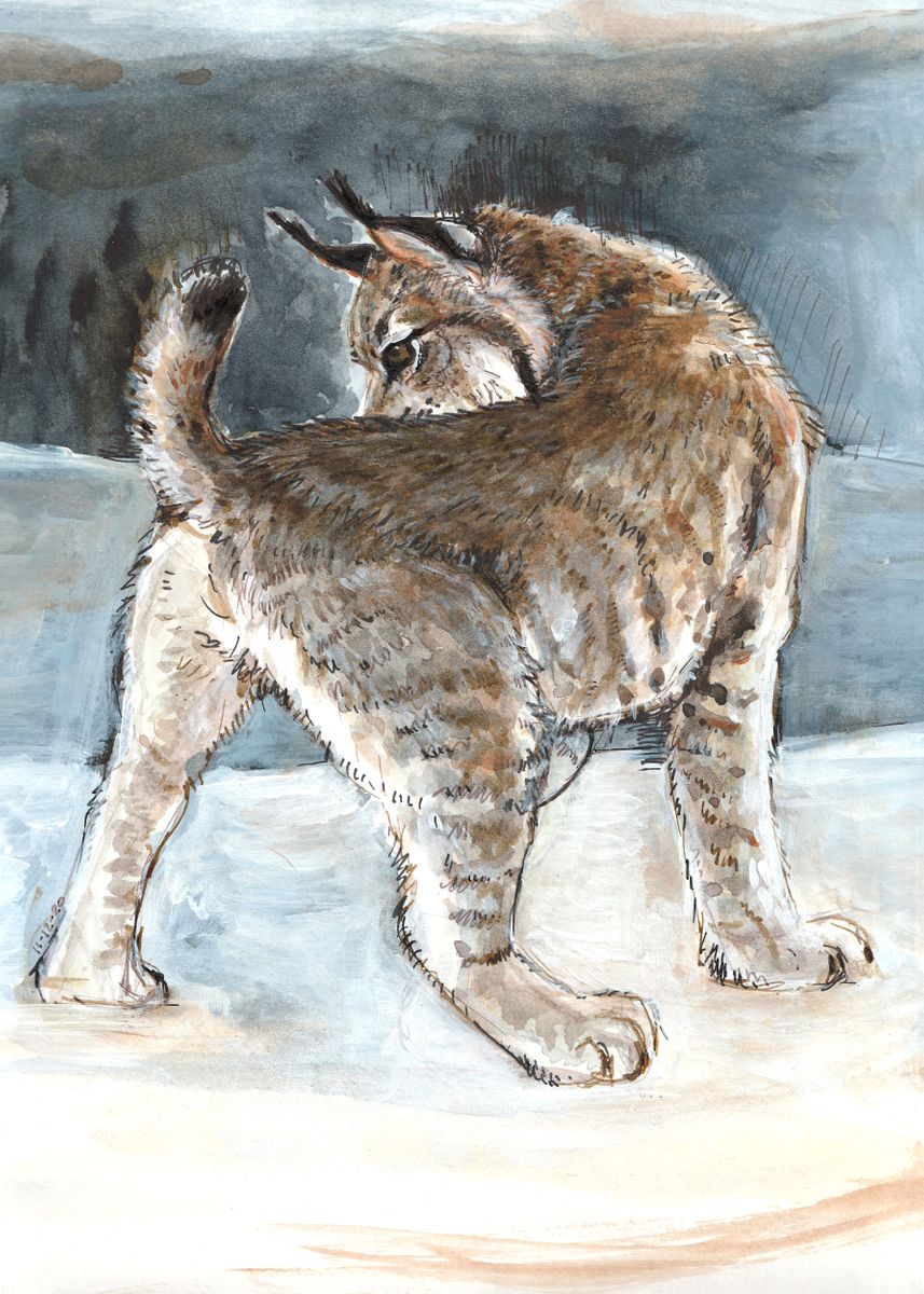 'Canadian Lynx in Winter' Poster, picture, metal print, paint by ...