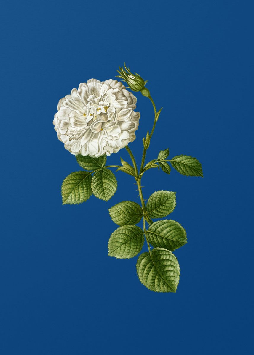 'White Rose of York' Poster, picture, metal print, paint by Holy Rock ...