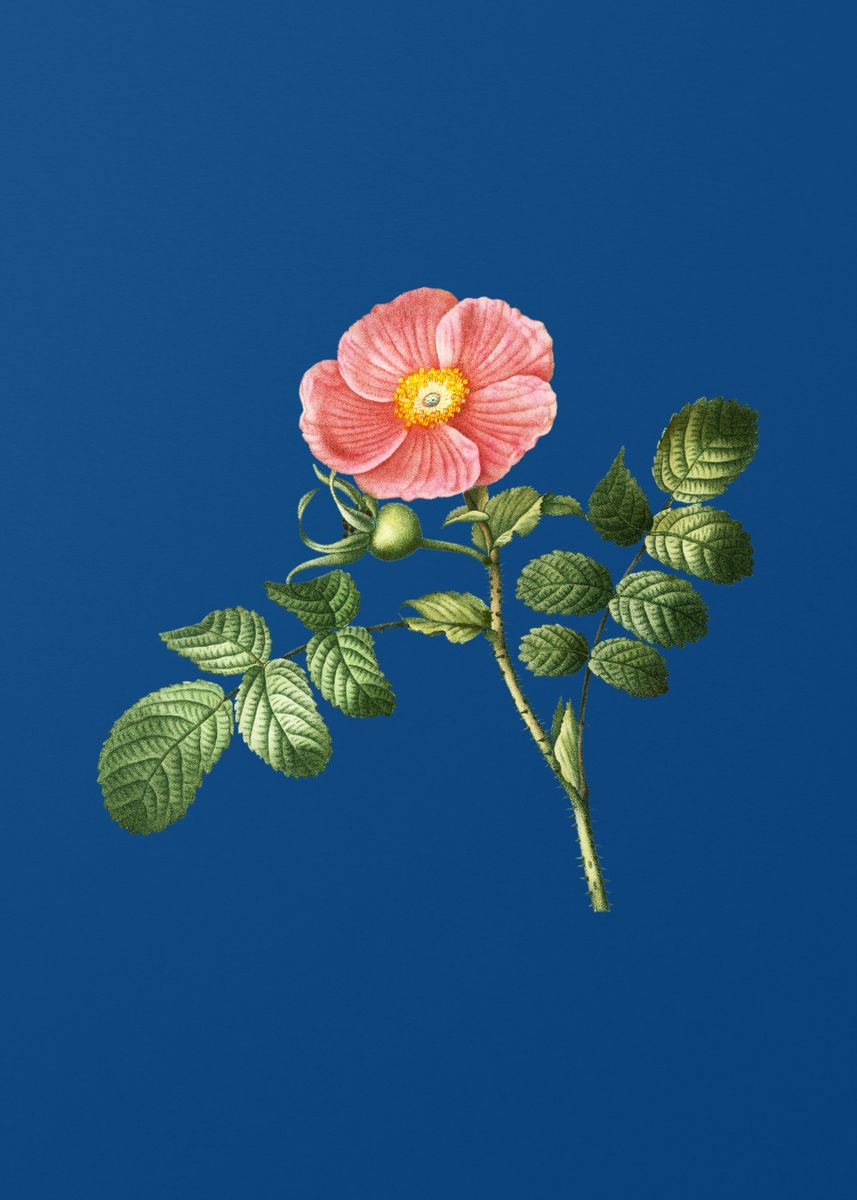 'Japanese Rose Flower' Poster, picture, metal print, paint by Holy Rock ...