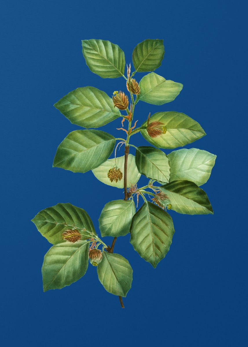 'European Beech on Blue' Poster, picture, metal print, paint by Holy ...