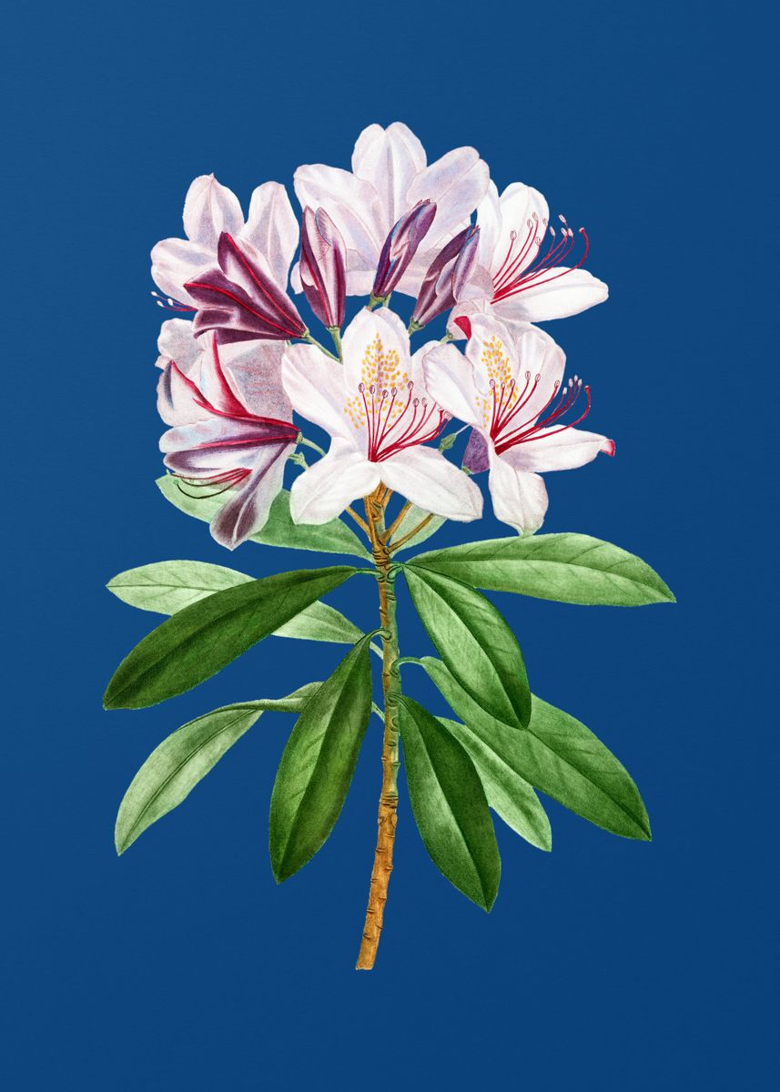 'Common Rhododendron' Poster, picture, metal print, paint by Holy Rock ...
