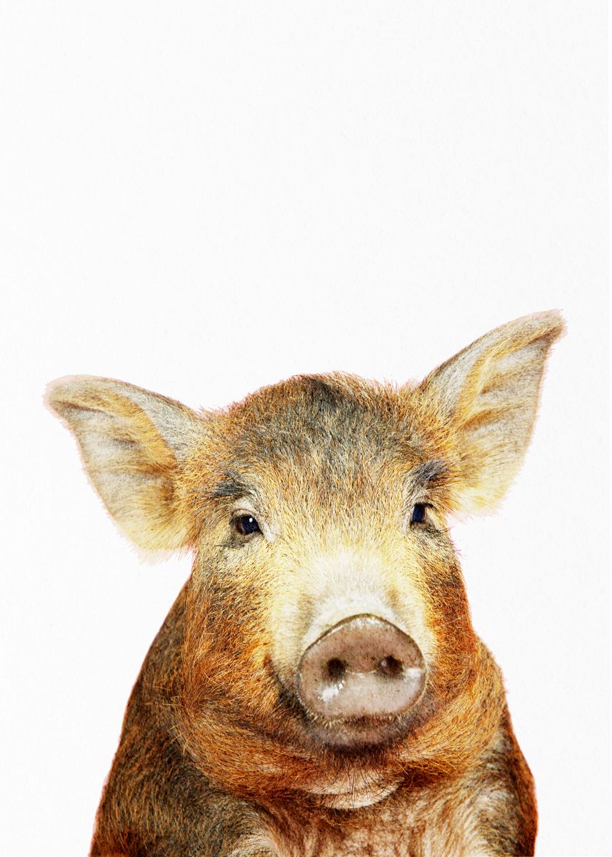 'farm pig ' Poster, picture, metal print, paint by uwears | Displate