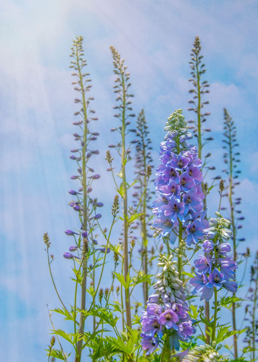 'Blue and Lavender Foxglove' Poster, picture, metal print, paint by ...