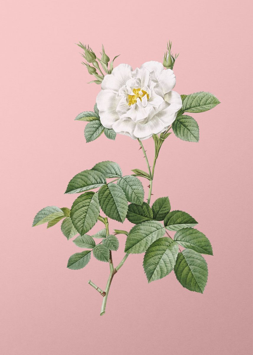 'Blooming White Rose' Poster by Holy Rock Design | Displate