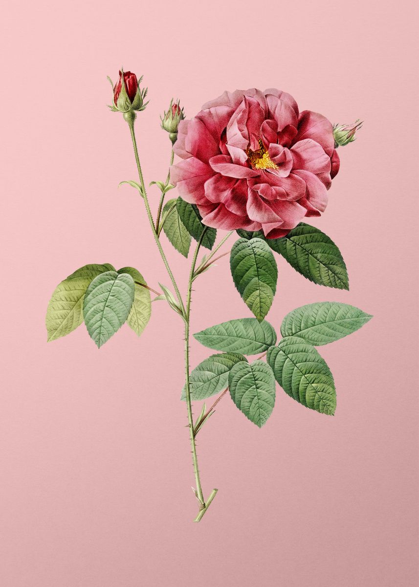 'Blooming French Rose' Poster, picture, metal print, paint by Holy Rock ...