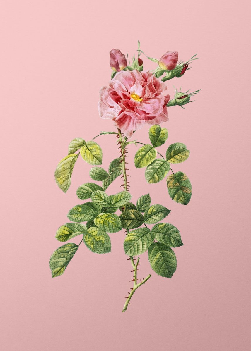 'Four Seasons Rose in Bloom' Poster, picture, metal print, paint by ...