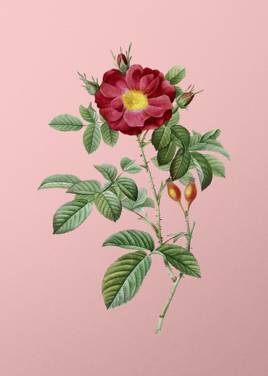 'Blooming Red Portland Rose' Poster, picture, metal print, paint by ...