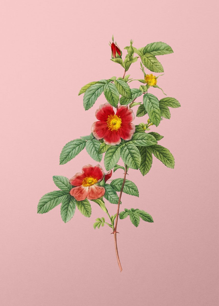 'Blooming Single May Rose' Poster, picture, metal print, paint by Holy ...