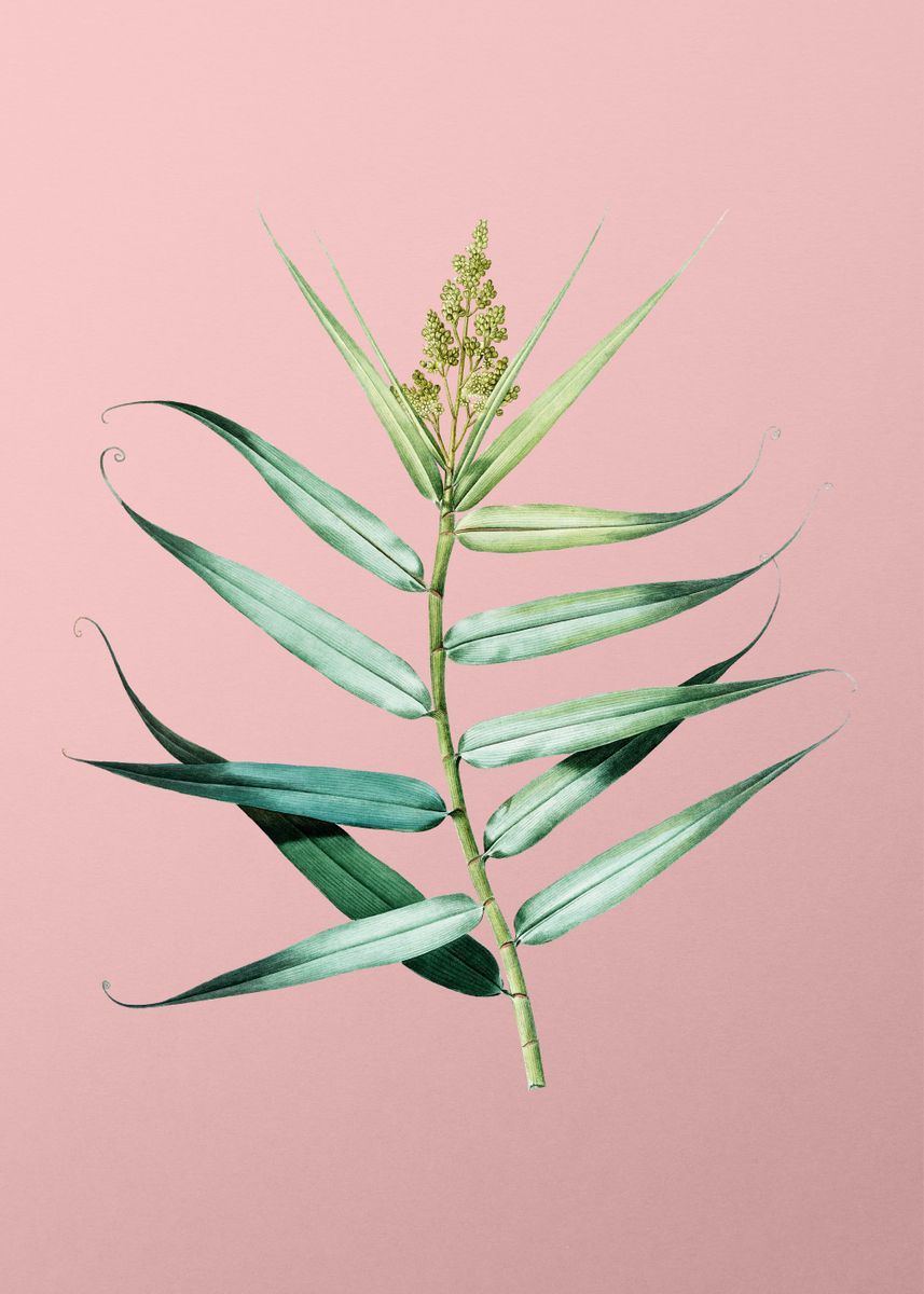 'Bush Cane Flowers on Pink' Poster, picture, metal print, paint by Holy ...