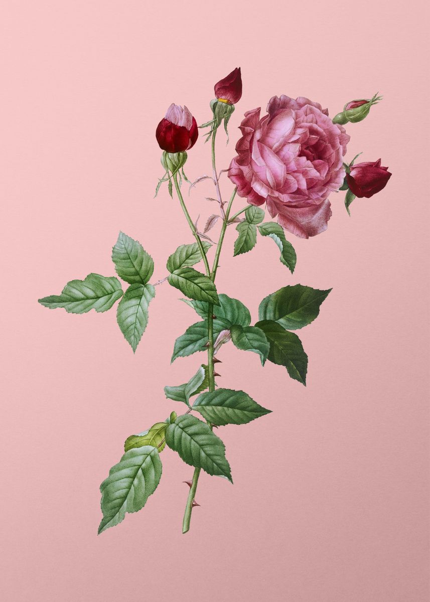 'Blooming Provence Rose' Poster, picture, metal print, paint by Holy ...