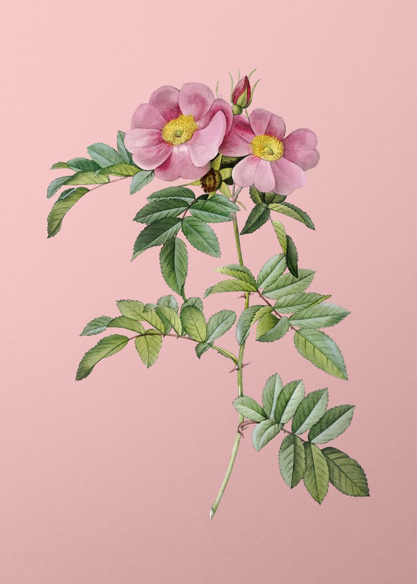 'Blooming Rosa Lucida Pink' Poster, picture, metal print, paint by Holy ...