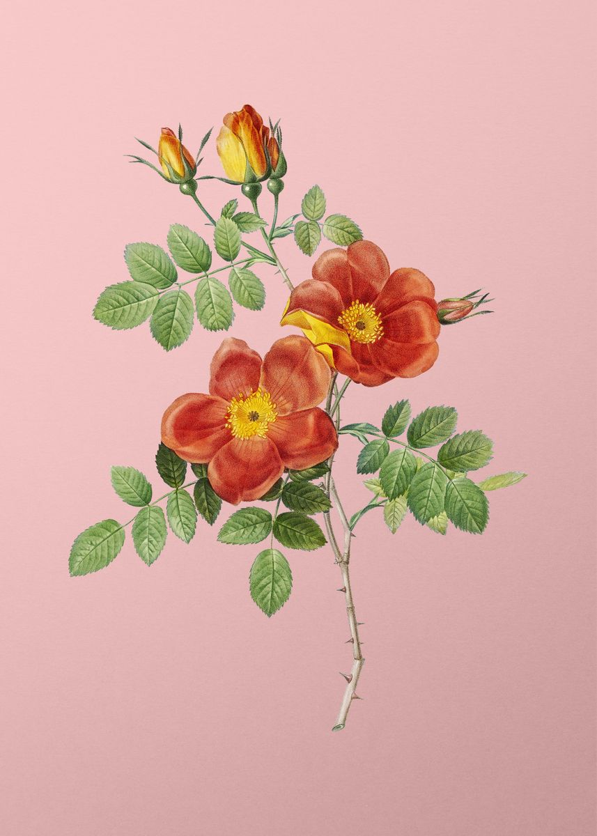 'Austrian Briar Rose Pink' Poster, picture, metal print, paint by Holy ...