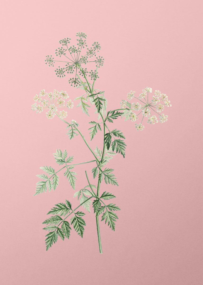'Hemlock Flowers on Pink' Poster by Holy Rock Design | Displate