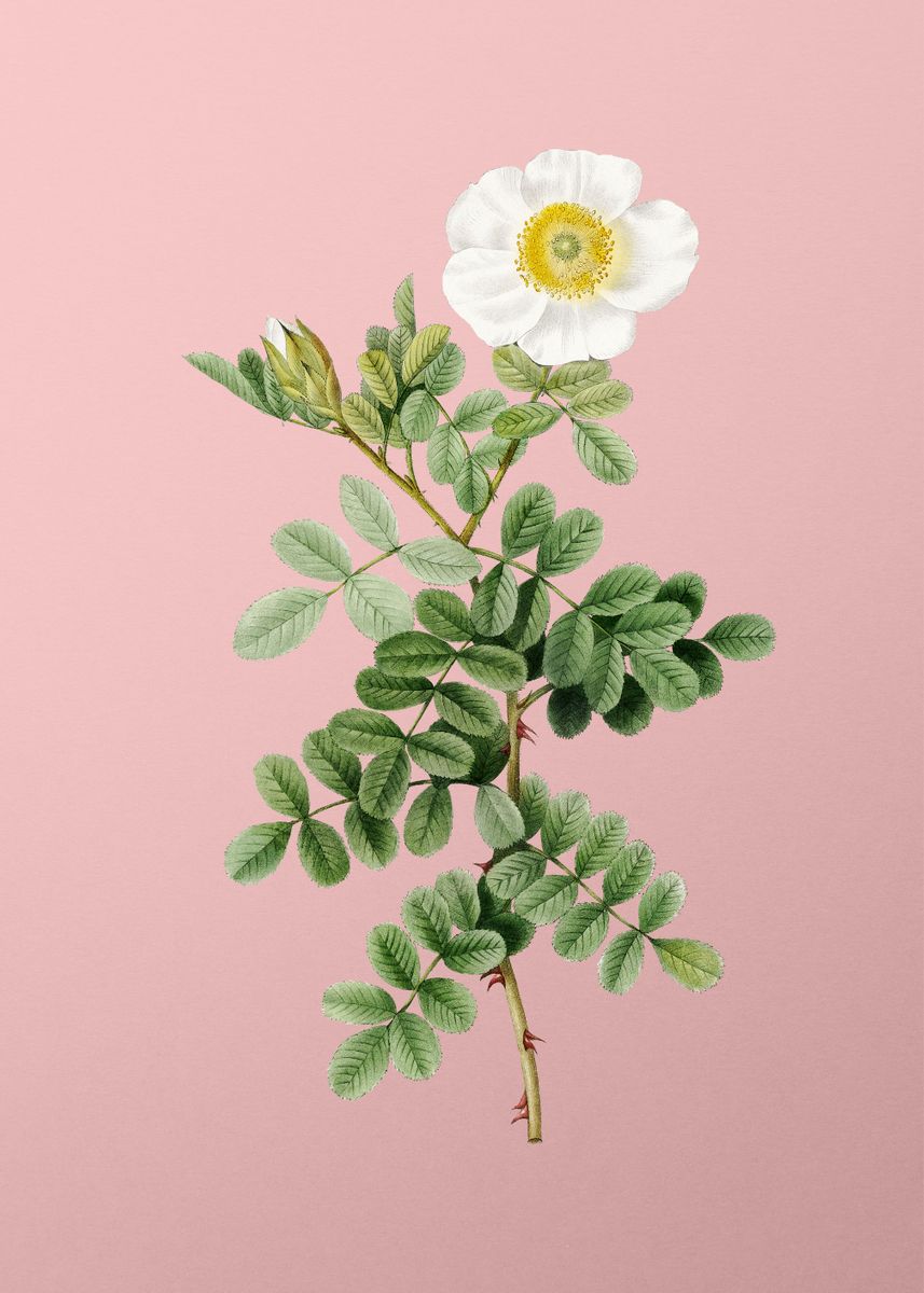 'Blooming Macartney Rose' Poster by Holy Rock Design | Displate