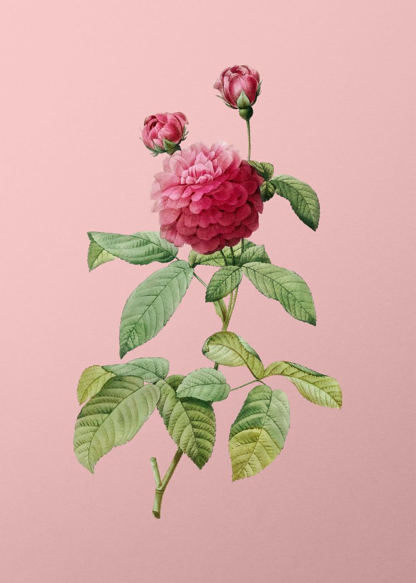 'Agatha Rose in Bloom' Poster, picture, metal print, paint by Holy Rock ...