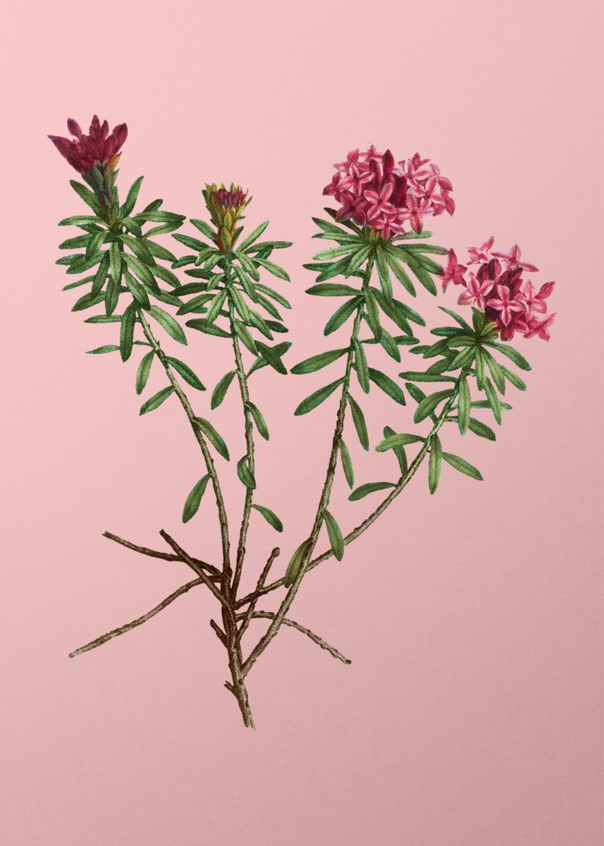 'Red Flower Illustration' Poster by Holy Rock Design | Displate