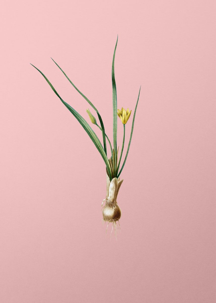 'Weevil wort on Pink' Poster, picture, metal print, paint by Holy Rock ...