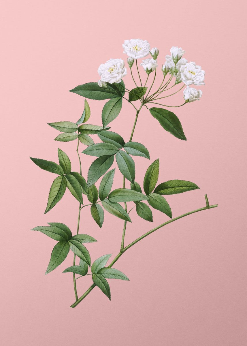 'Lady Banks Rose on Pink' Poster, picture, metal print, paint by Holy ...