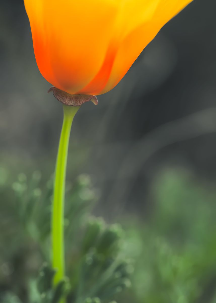 'California Poppy' Poster, picture, metal print, paint by Jonathan ...