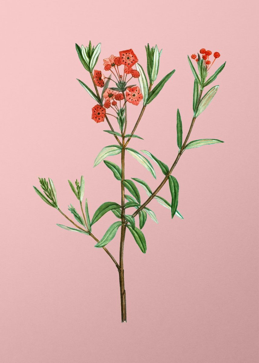 'Red Flower Illustration' Poster by Holy Rock Design | Displate