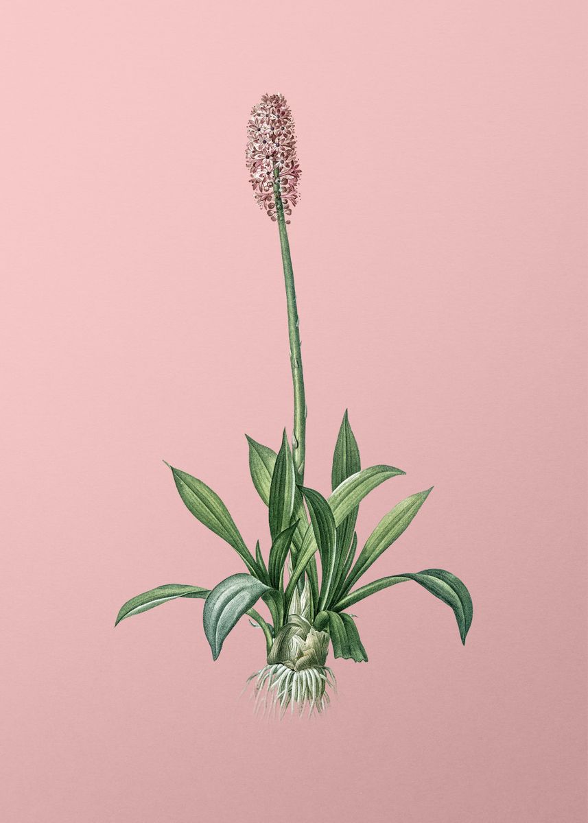 'Swamp Pink' Poster, picture, metal print, paint by Holy Rock Design ...